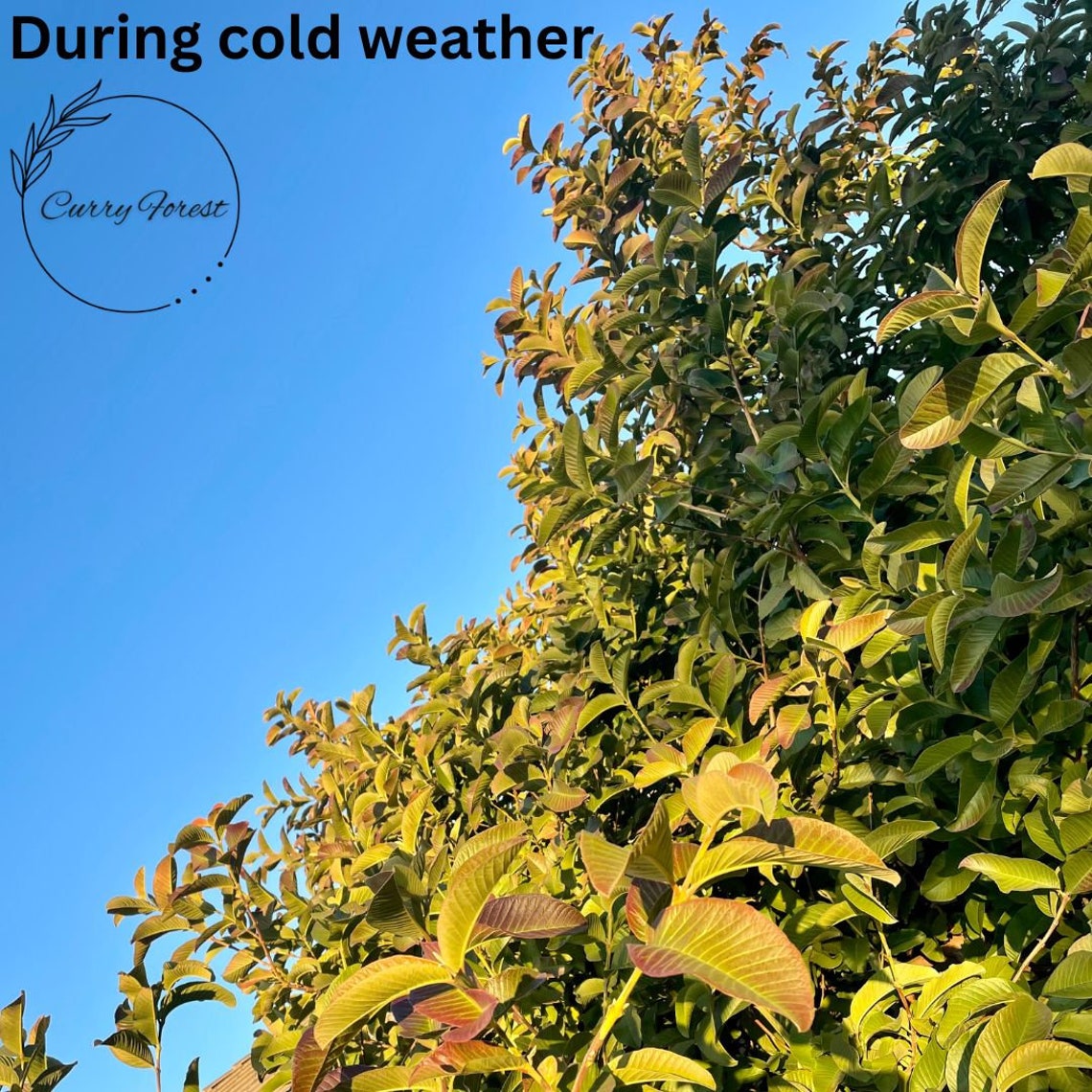 60 Fresh Guava Leaves Fresh / 3.5 OZ, ORGANIC Fresh Green arizona Grown ...