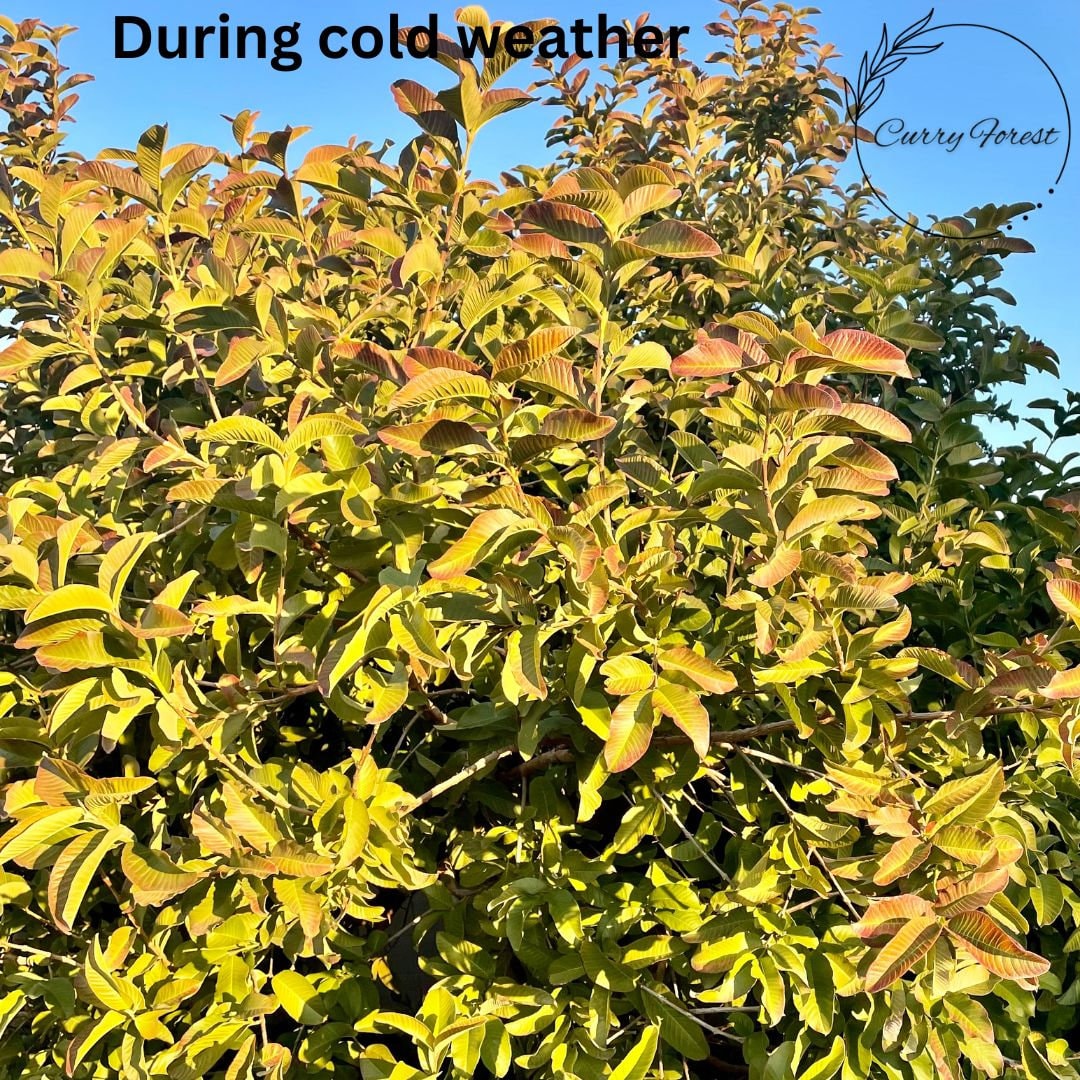 60 Fresh Guava Leaves Fresh / 3.5 OZ, **ORGANIC** Fresh Green **arizona ...