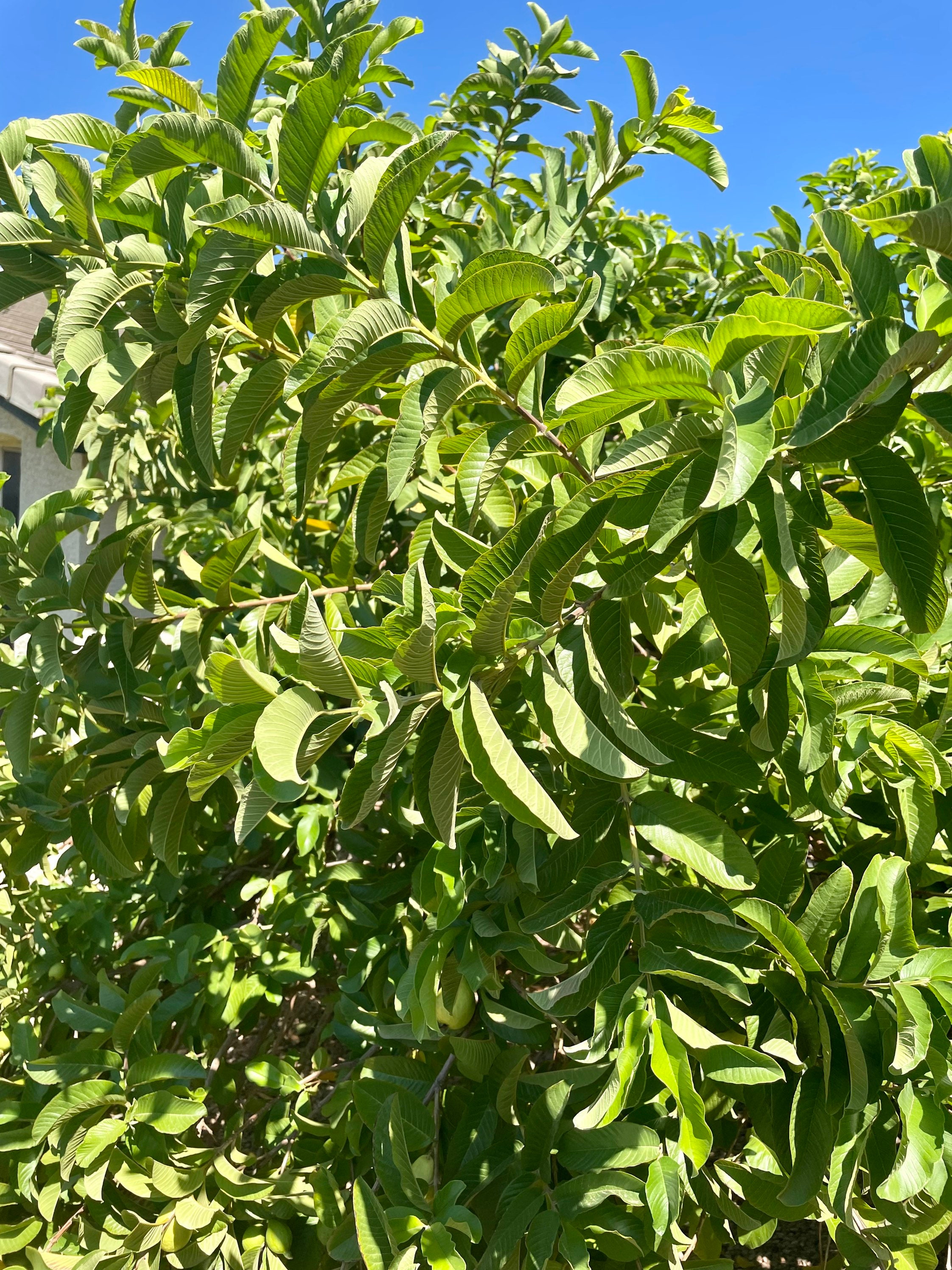 60 Fresh Guava Leaves Fresh / 3.5 OZ, **ORGANIC** Fresh Green **arizona ...