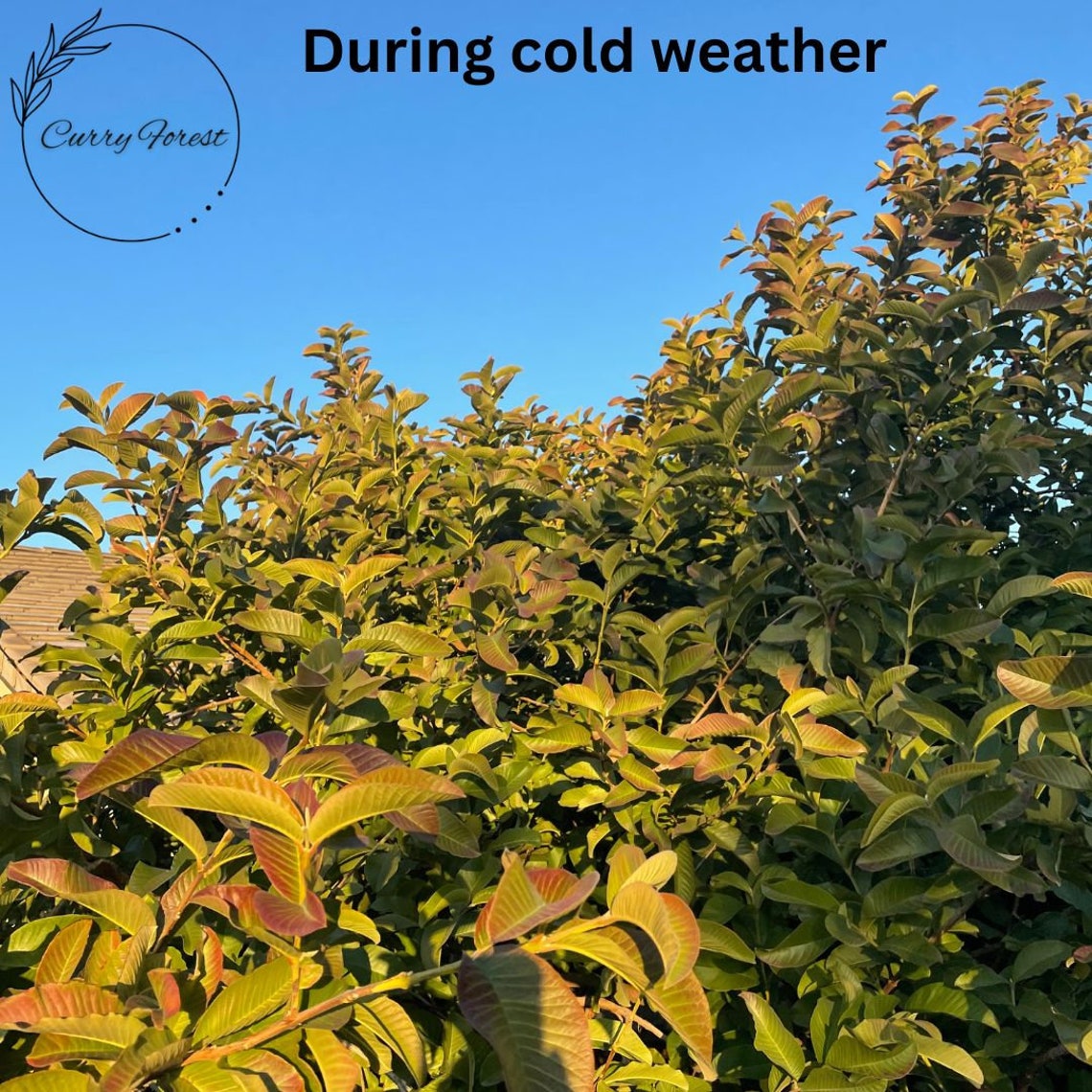 60 Fresh Guava Leaves Fresh / 3.5 OZ, ORGANIC Fresh Green arizona Grown ...