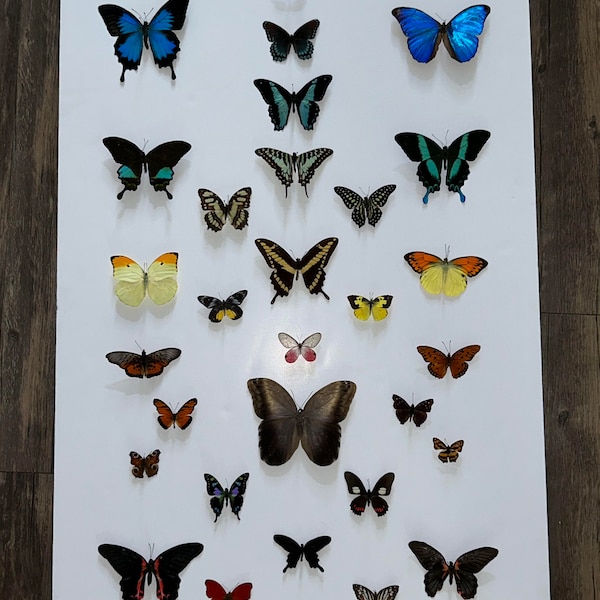 Butterfly Display - Etsy