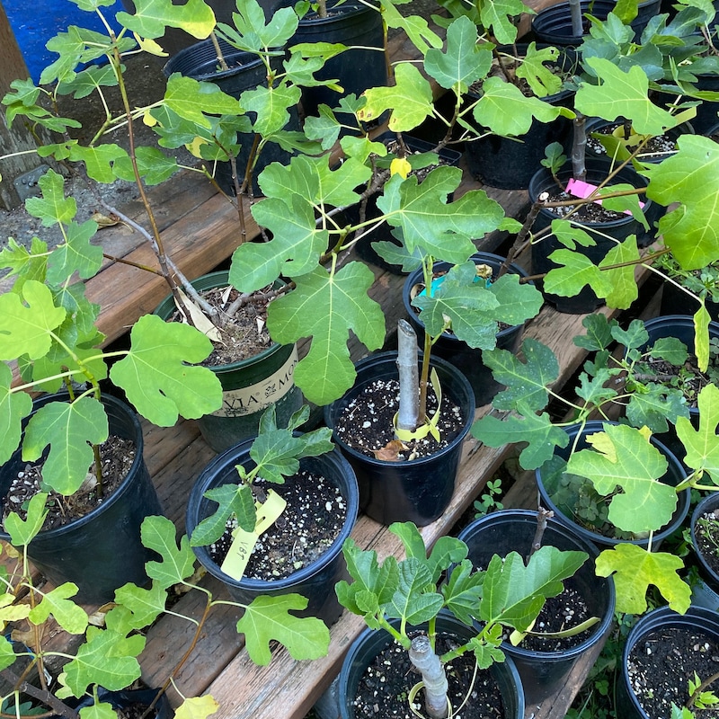 Smith Fig Tree - Etsy