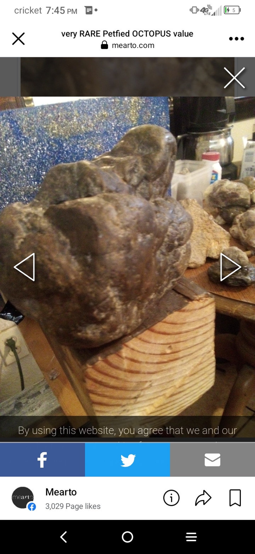 Petfied Rear OCTOPUS Found in the USA - Etsy