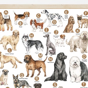 Dog Alphabet Poster Print, Dog Breed Nursery Poster, Abc of Dogs ...