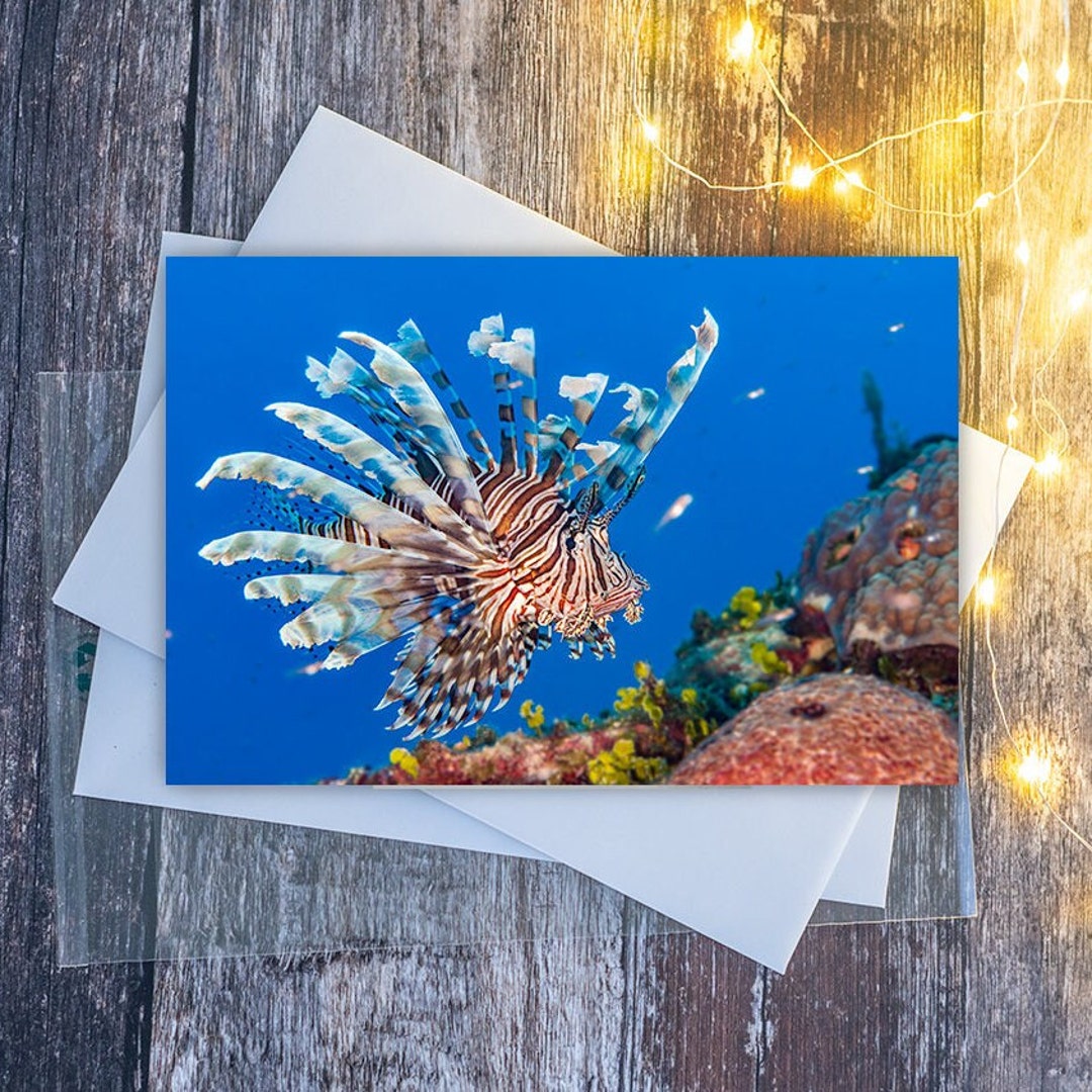 Lionfish in the Bahamas Greetings Card - Etsy
