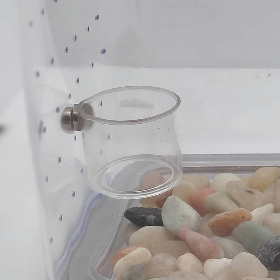 Jumping Spider Magnetic Feeding Dish Jumping Spider Food - Etsy