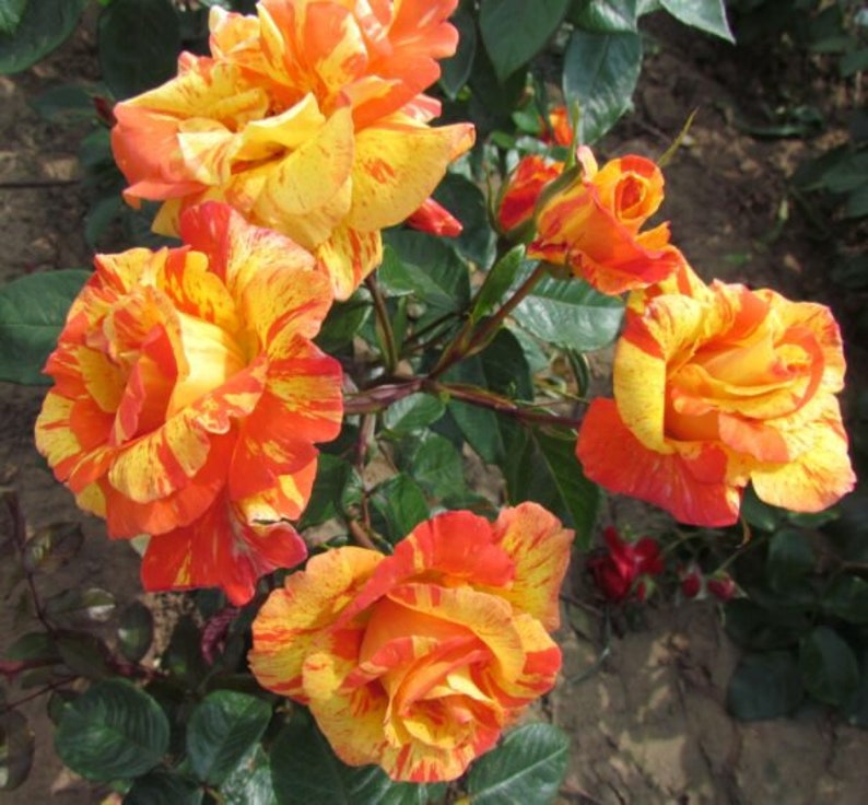Dancing Sunset Rose Seeds, Orange Yellow Blend - Etsy Canada