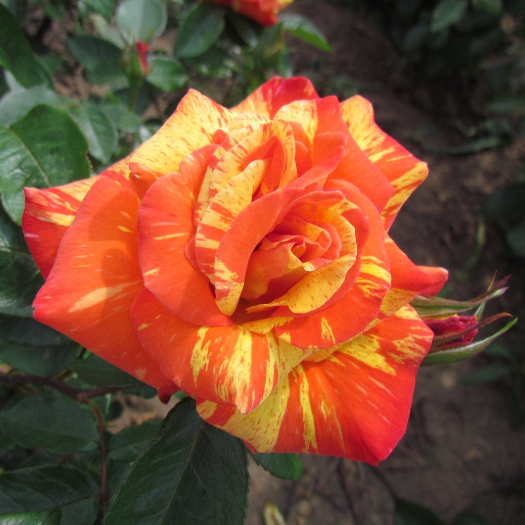 Dancing Sunset Rose Seeds, Orange Yellow Blend - Etsy Canada