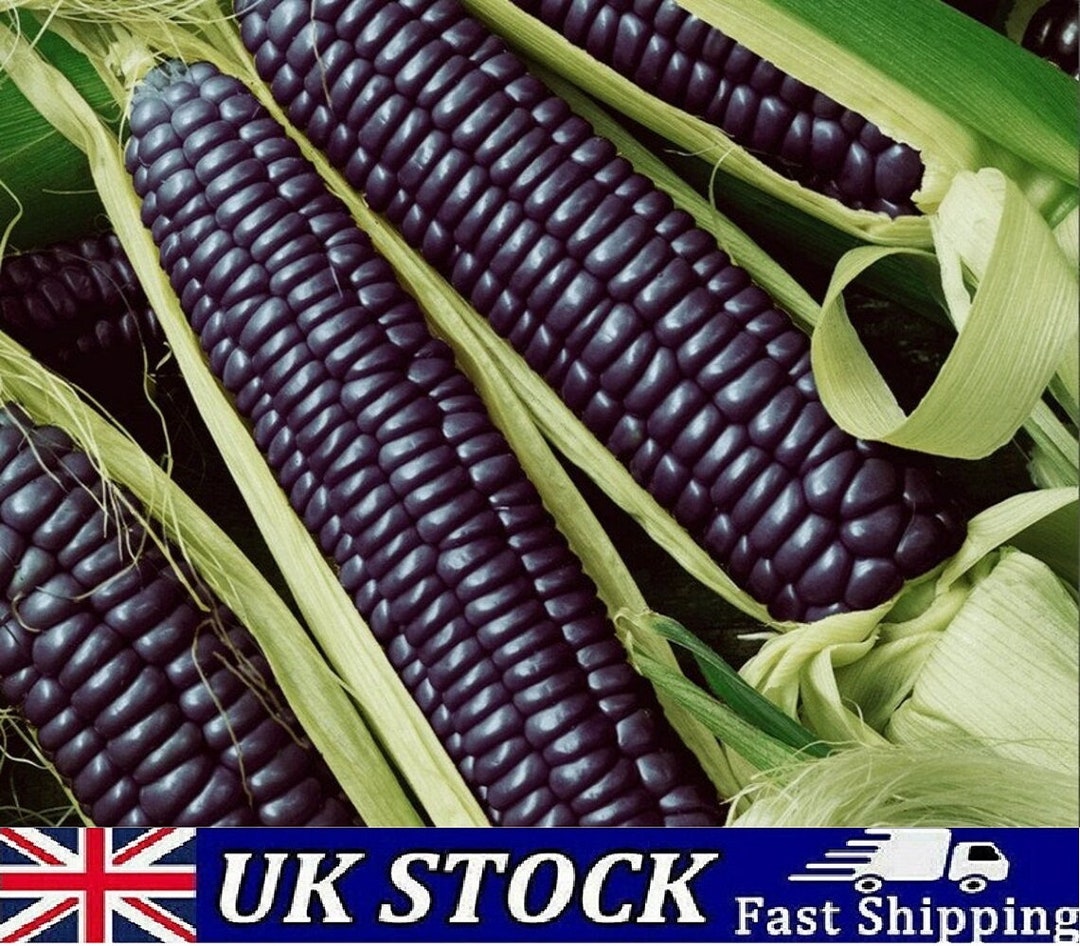 20 Black Sweetcorn Seeds, Aztec Organic Non GMO Heirloom Corn Maize ...