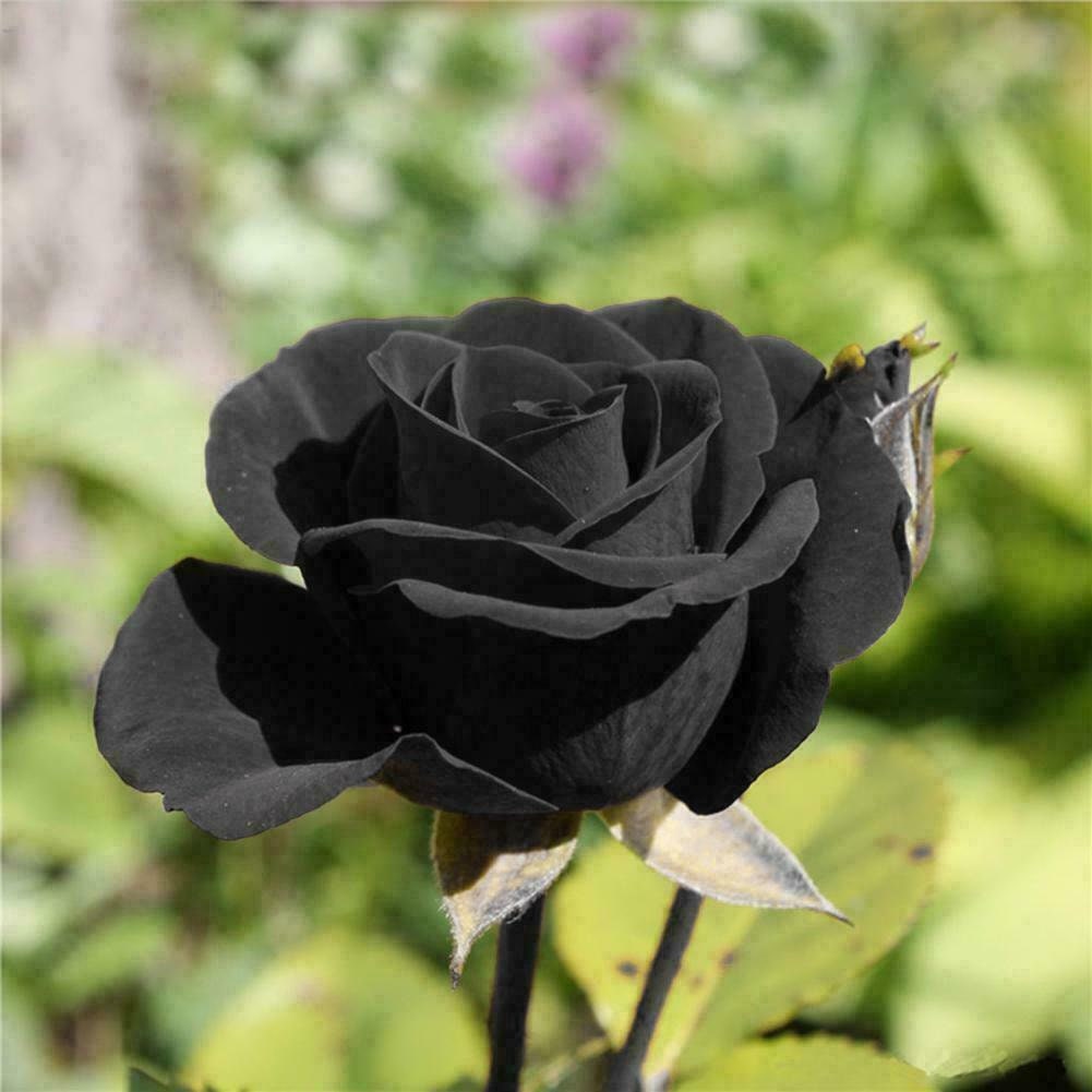 Black Rose Seeds - Home Garden Flower Plant (20 Seeds) - Etsy UK