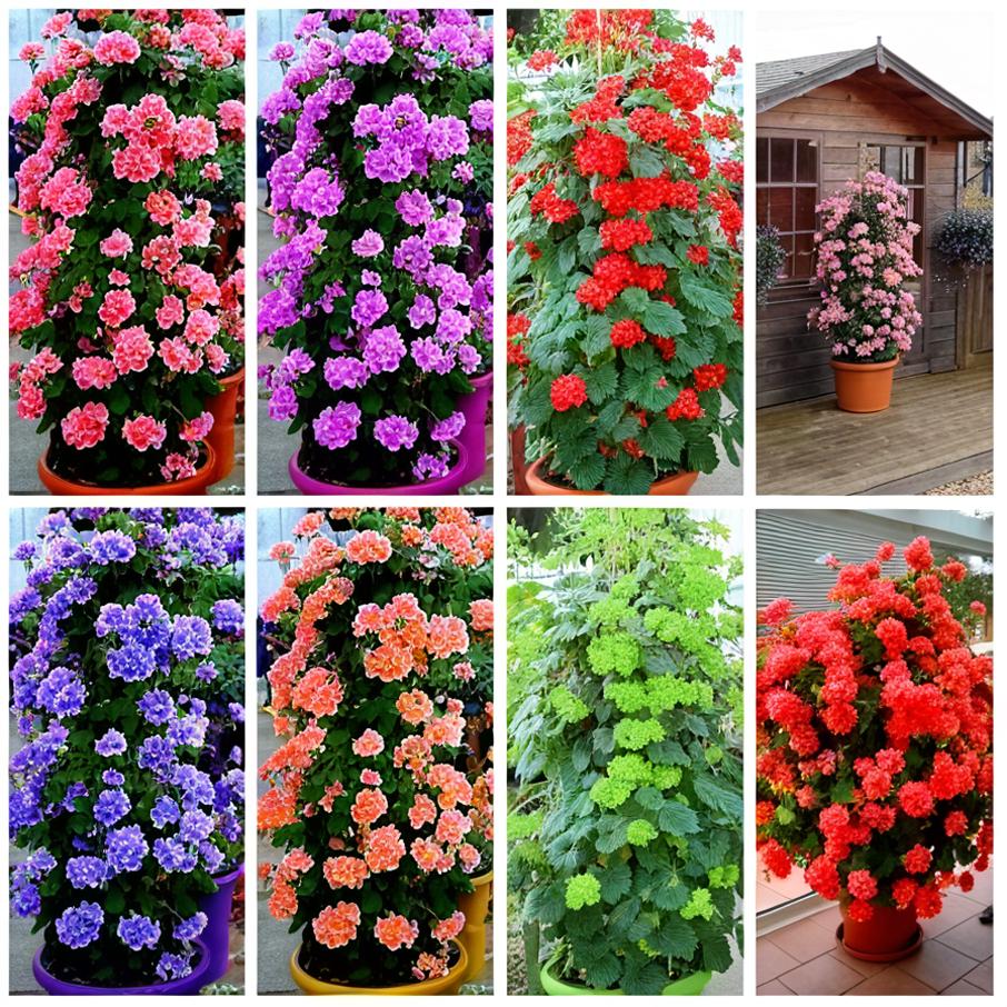 20 Rare Climbing Geranium Seeds, Perennial Pelargonium Peltatum - Etsy UK