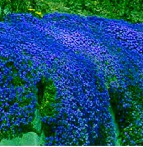 500x blauwe tijm kruipende aromatische kruidenzaden voor tuinaanleg ...