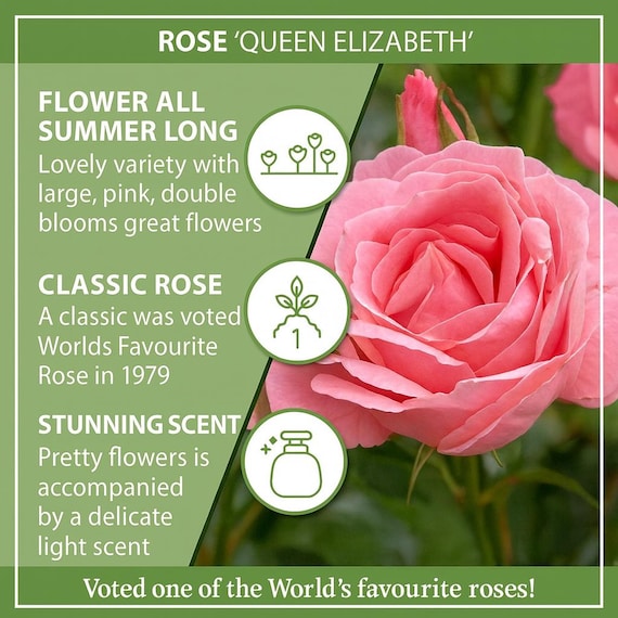 Queen Elizabeth Rose Plants