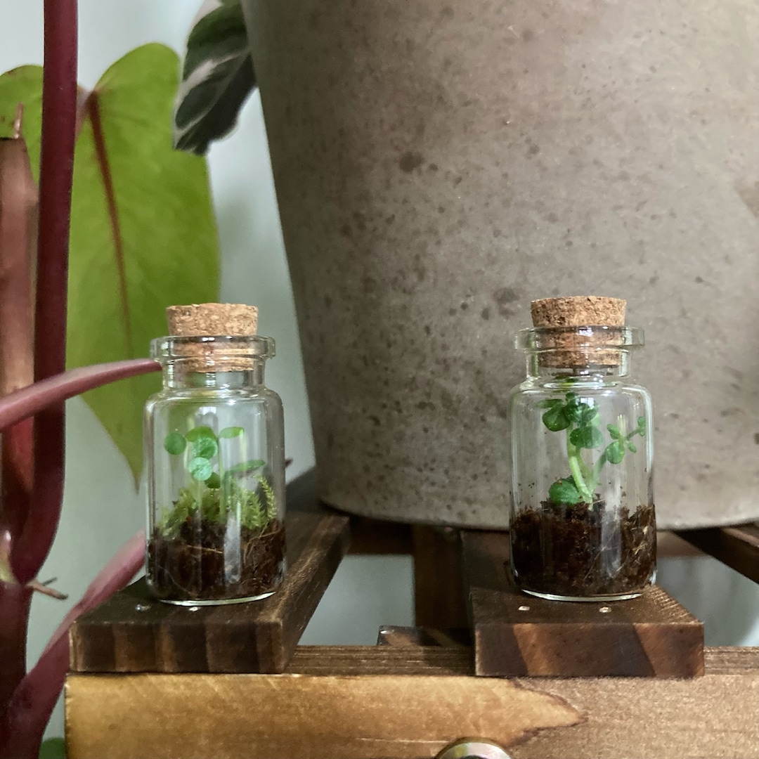 Mini Terrariums - Etsy UK