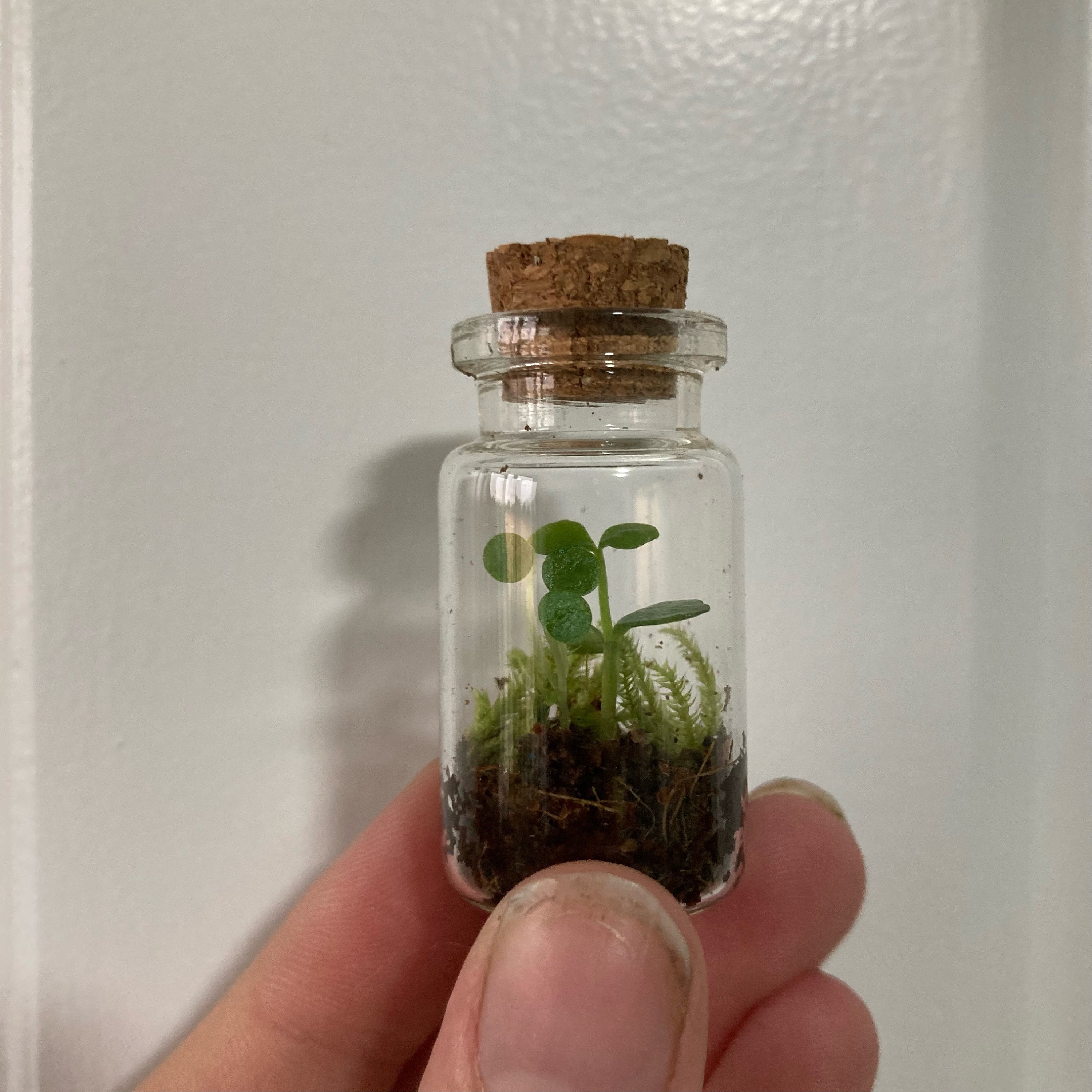 Mini Terrariums - Etsy UK