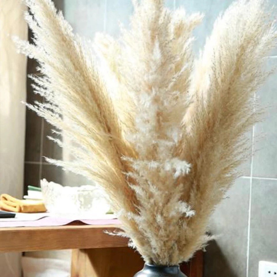 7 Pcs of 70-80cm Large Pampas Grass - Etsy