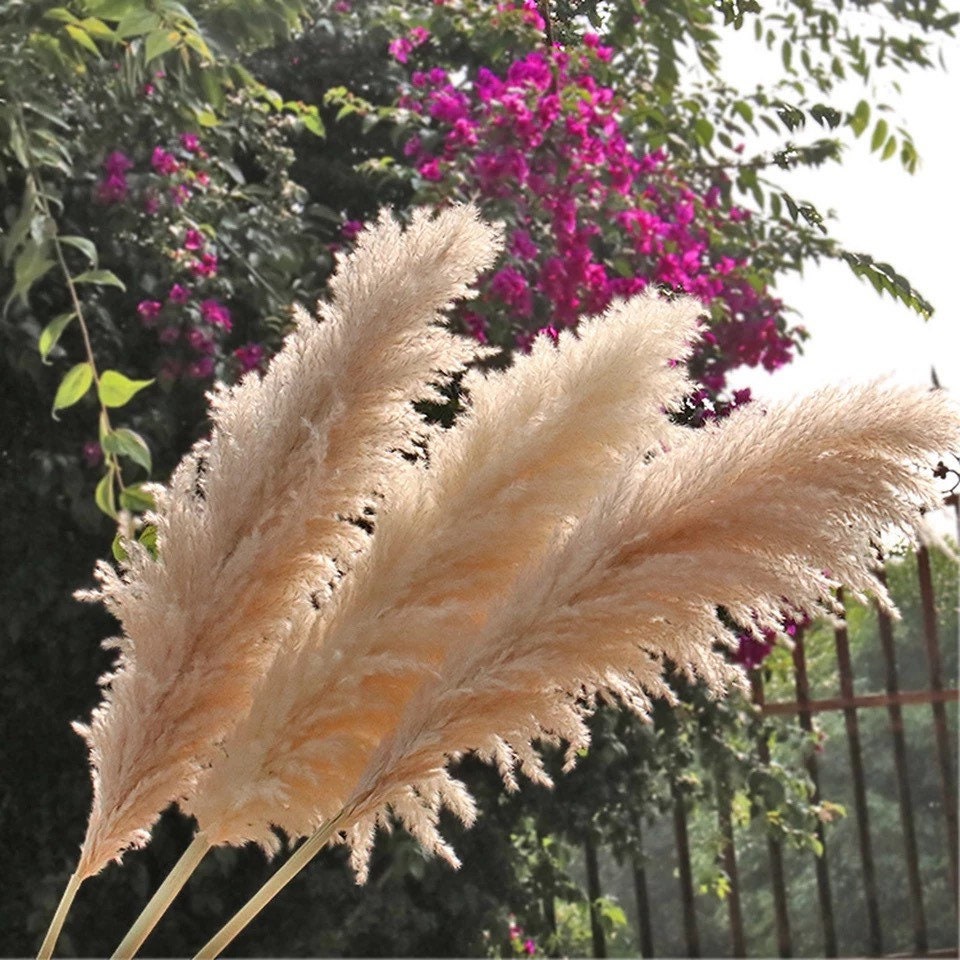7 Pcs of 70-80cm Large Pampas Grass - Etsy