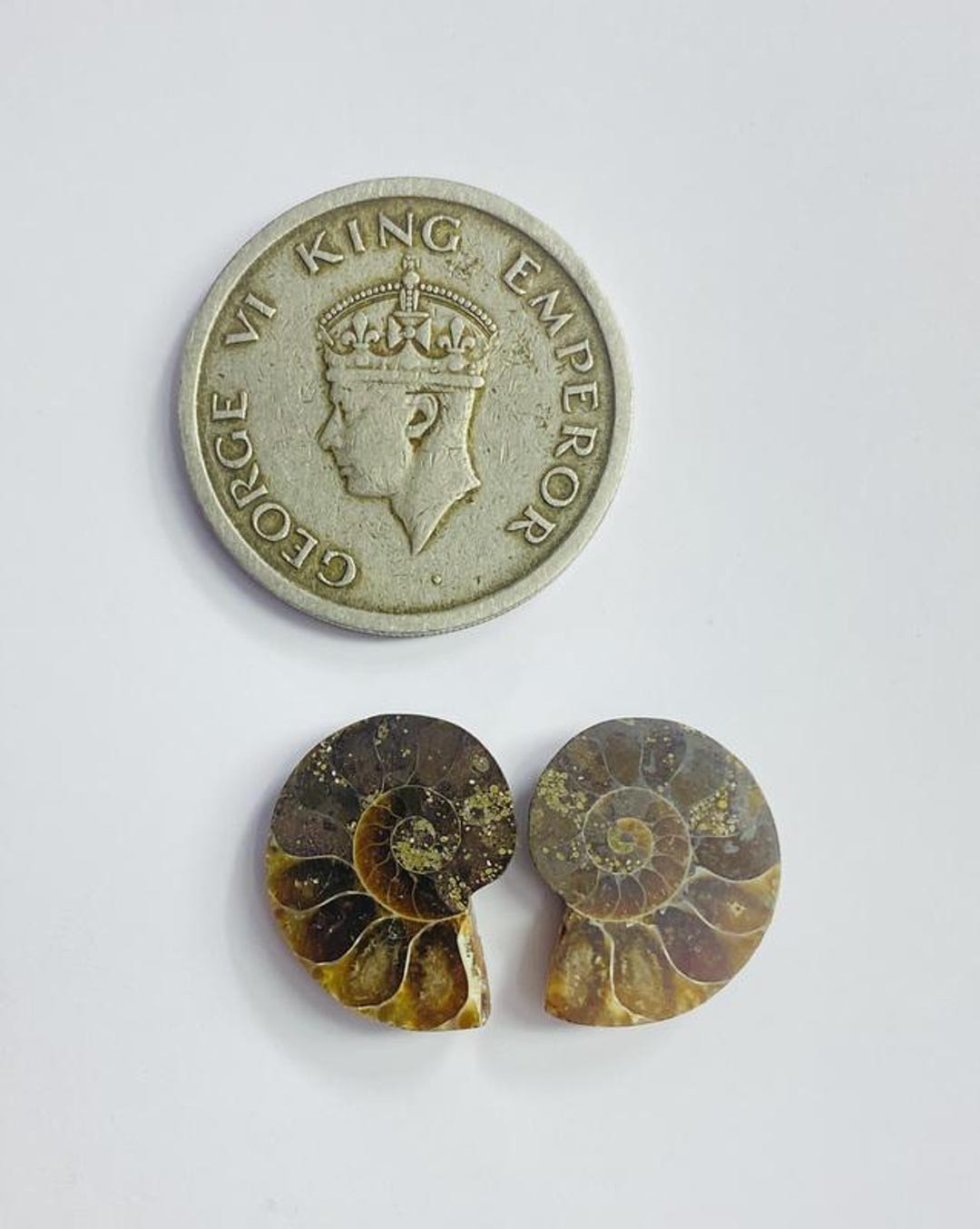 Natural Ammonite Gemstone Pair, Polished Ammonite ,ammonite Fossil ...