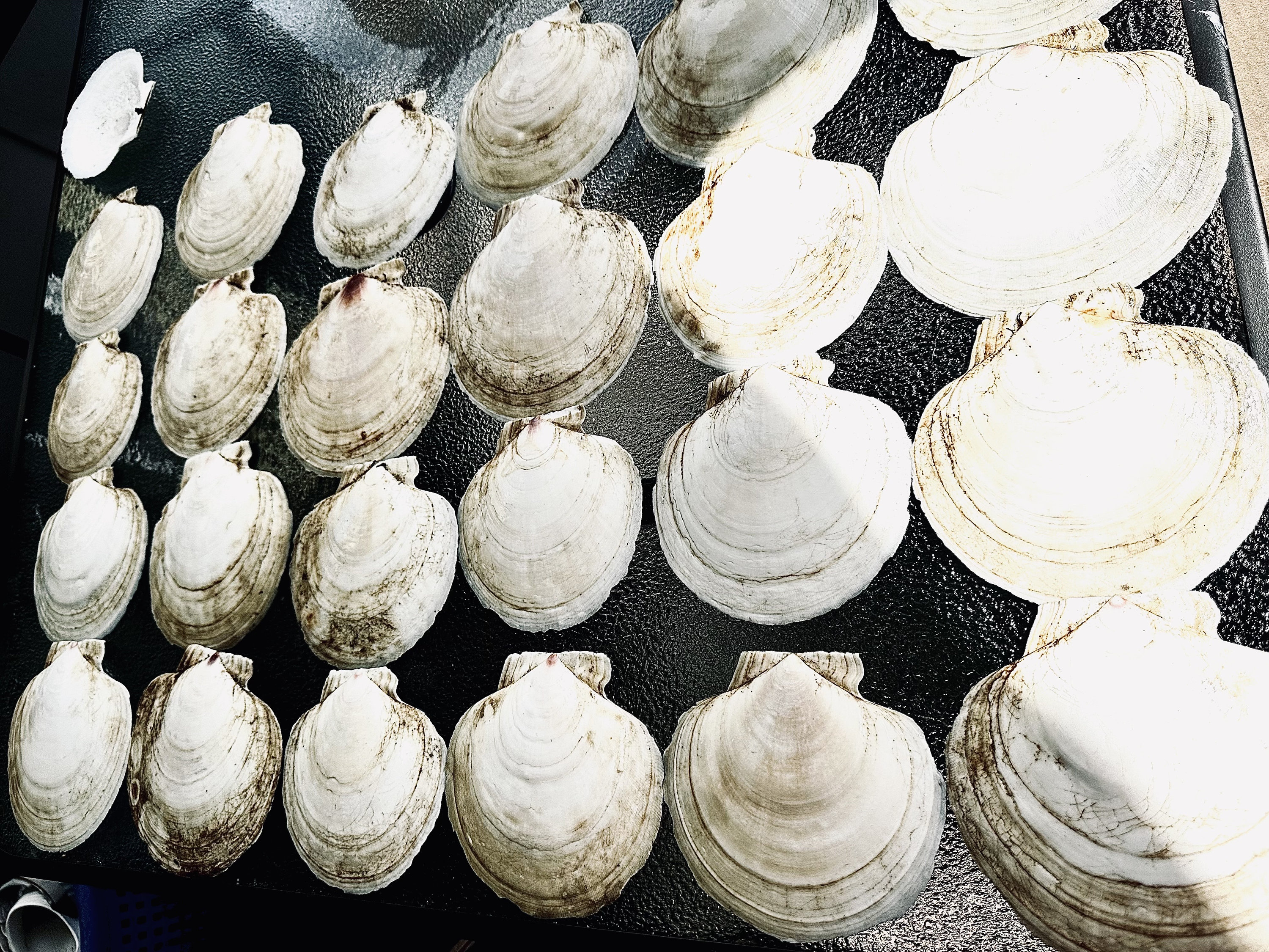 Sea Scallop Shells Iridescent White Bottom Shell Deep Ocean Sea Shells ...