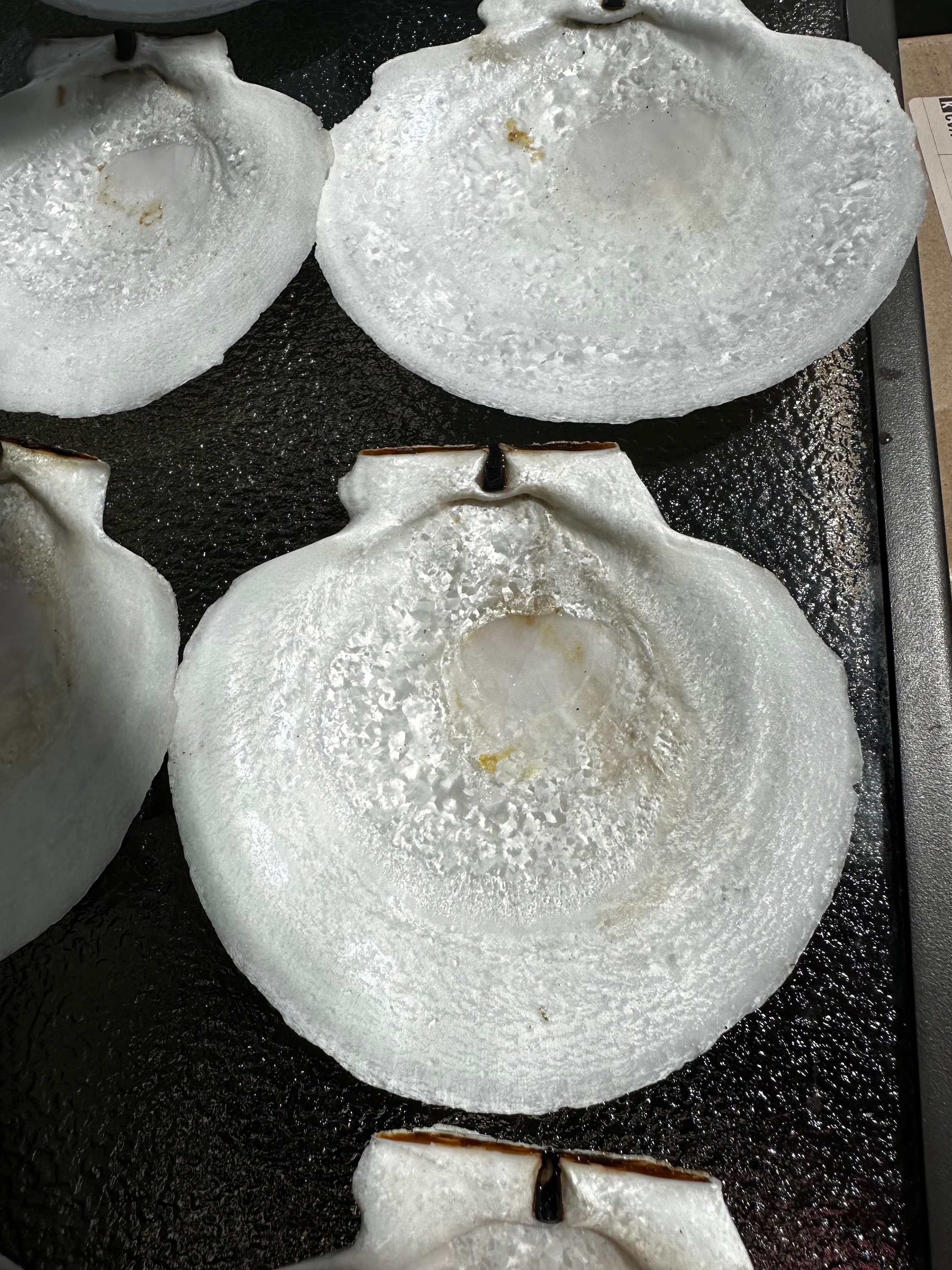 Sea Scallop Shells Iridescent White Bottom Shell Deep Ocean Sea Shells ...