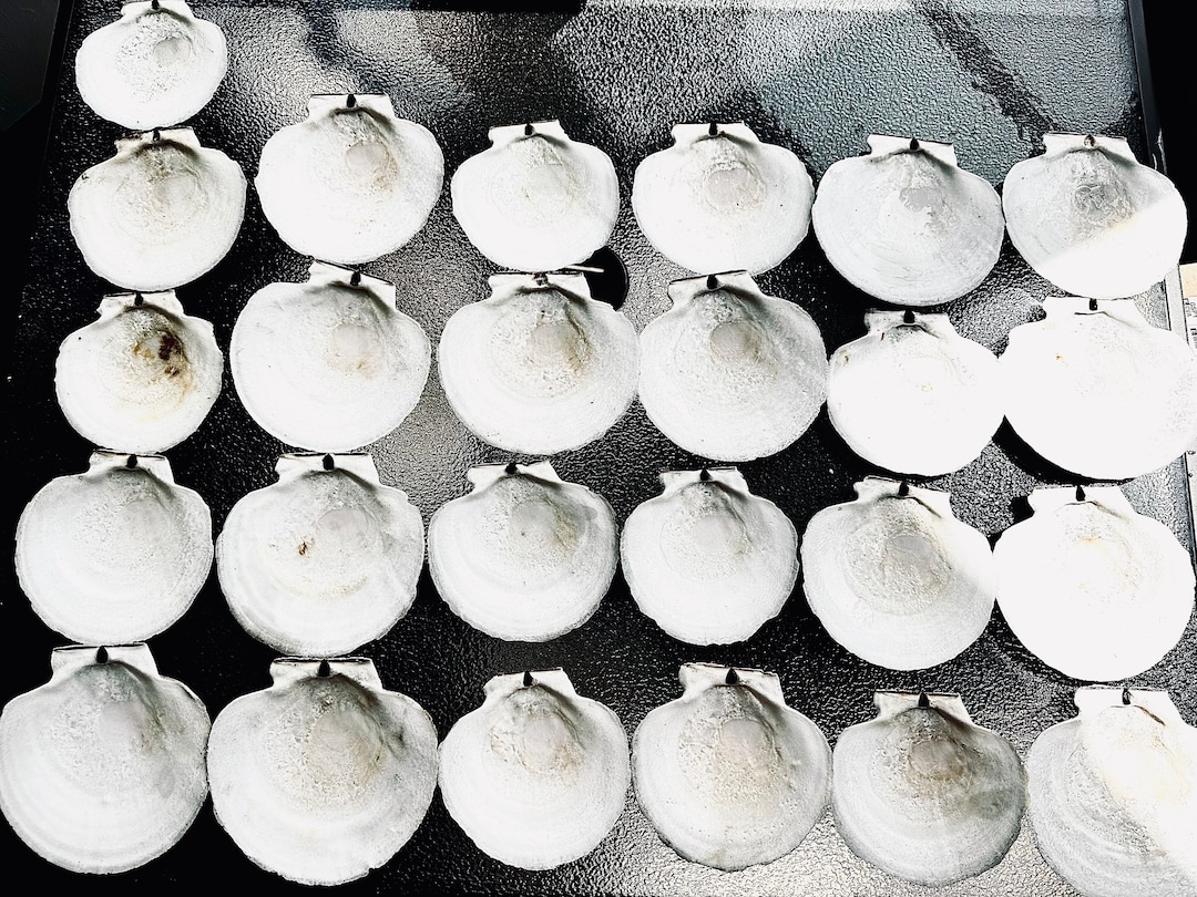Sea Scallop Shells Iridescent White Bottom Shell Deep Ocean Sea Shells ...