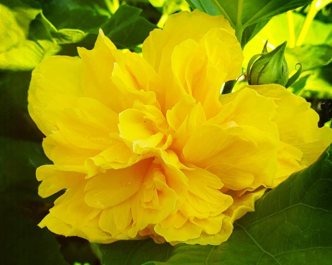 Delite Double Yellow Flower Live Hibiscus Plant 2 Inch Starter Size - Etsy