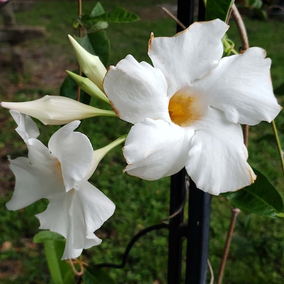 Mandevilla Dipladenia WHITE BOLIVENSIS Tropical Vine Live - Etsy