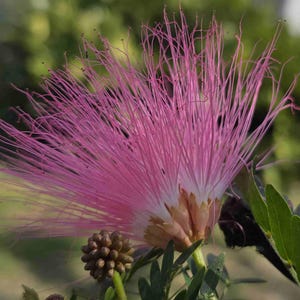 Powder Puff Pink SURINAM Rose Cascade Calliandra Surinaminsis Live ...