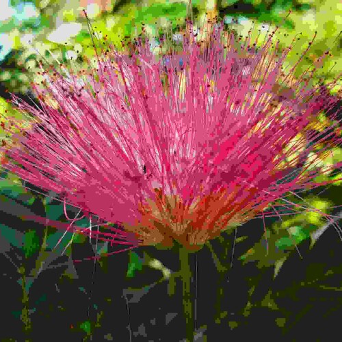 Powder Puff Pink SURINAM Tree Live Plant Rose Cascade - Etsy