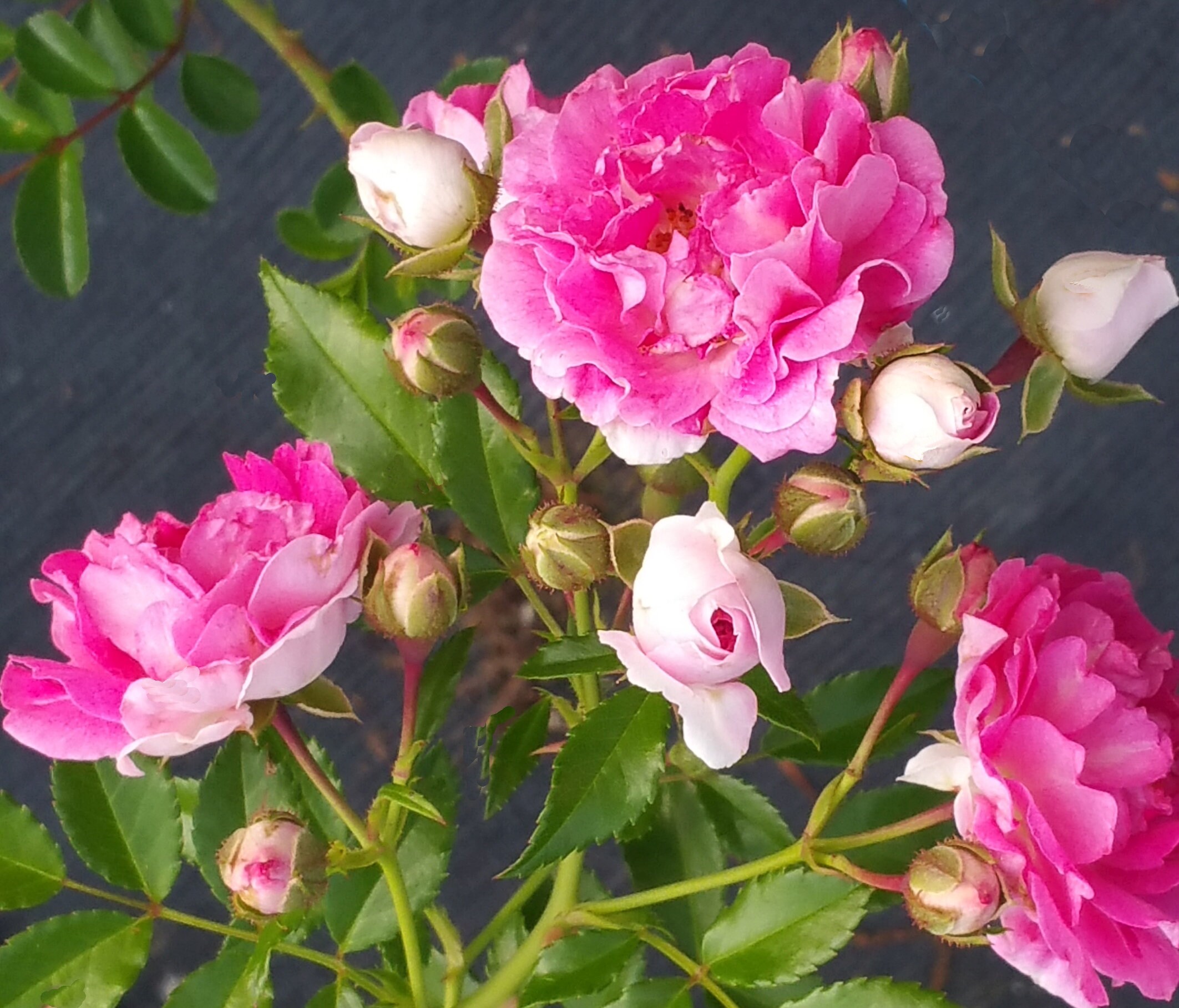 Seven Sisters Grevillei Climbing Rambler Rose Live Plant Double Pink ...