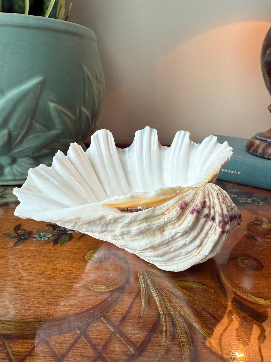 Vintage Bear Claw Clam Shell Bowl - Coastal Home Decor - 1970s - Etsy