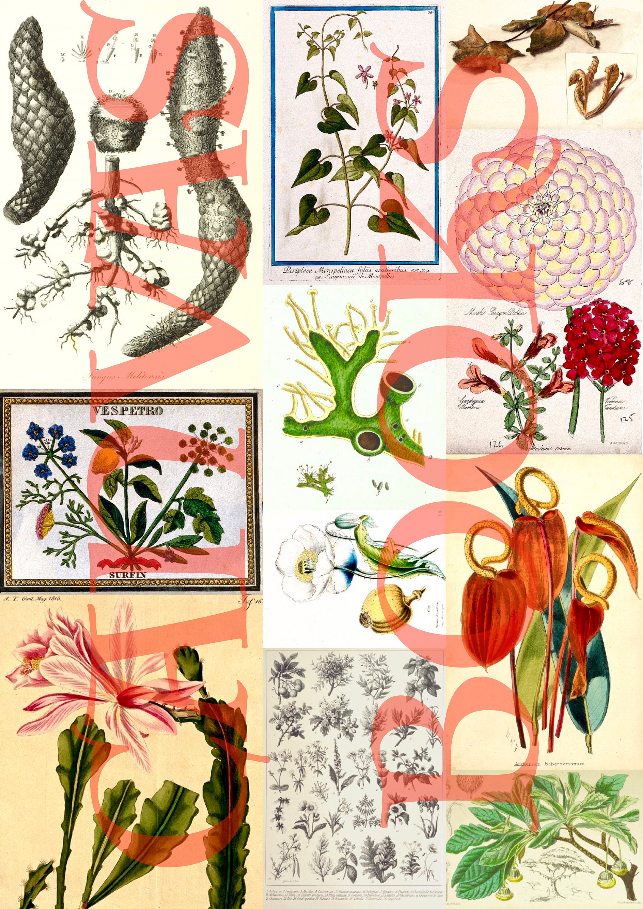 Vintage Botanical Plants Flowers Printable DIGITAL Download Pack 50 ...