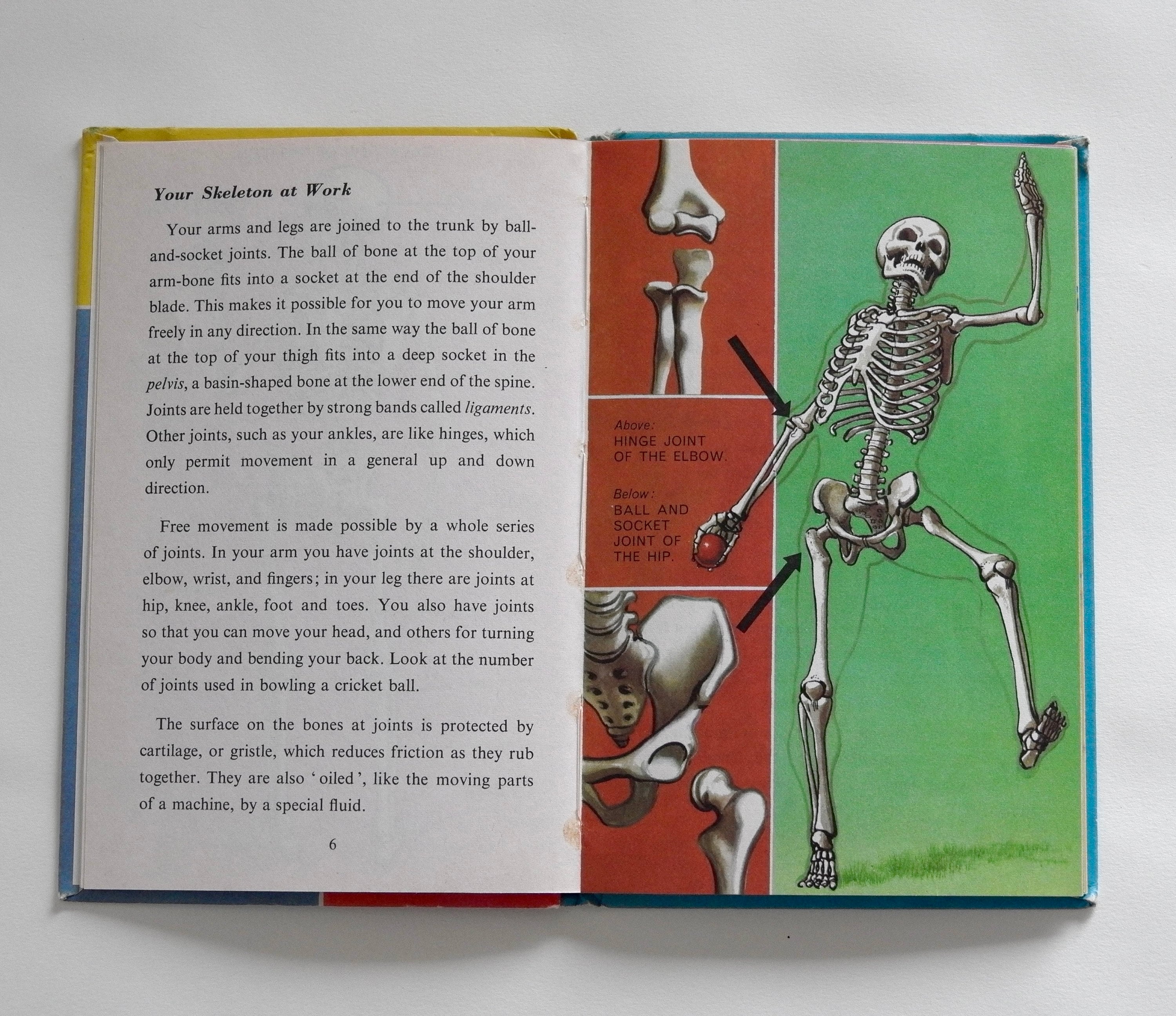 A Ladybird Book: Your Body. Series 536 Anatomy 1967. Vintage Science ...