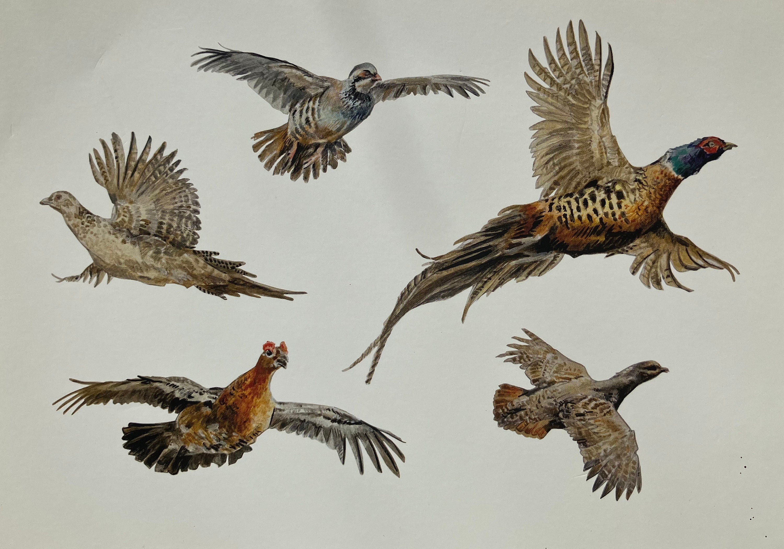 Shooting Greeting Card With Game Birds. Pheasant Card - Etsy