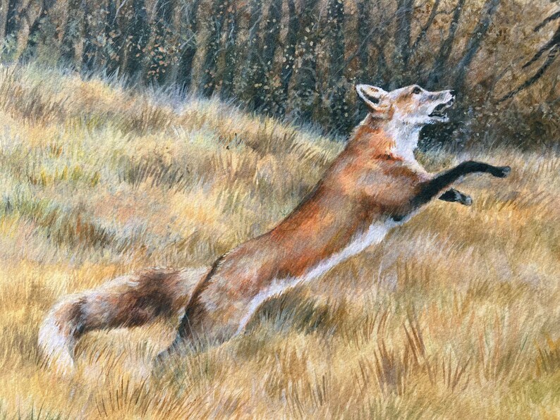 Fox and Pheasant Limited Edition Print "a Near Miss" Wildlife Picture ...