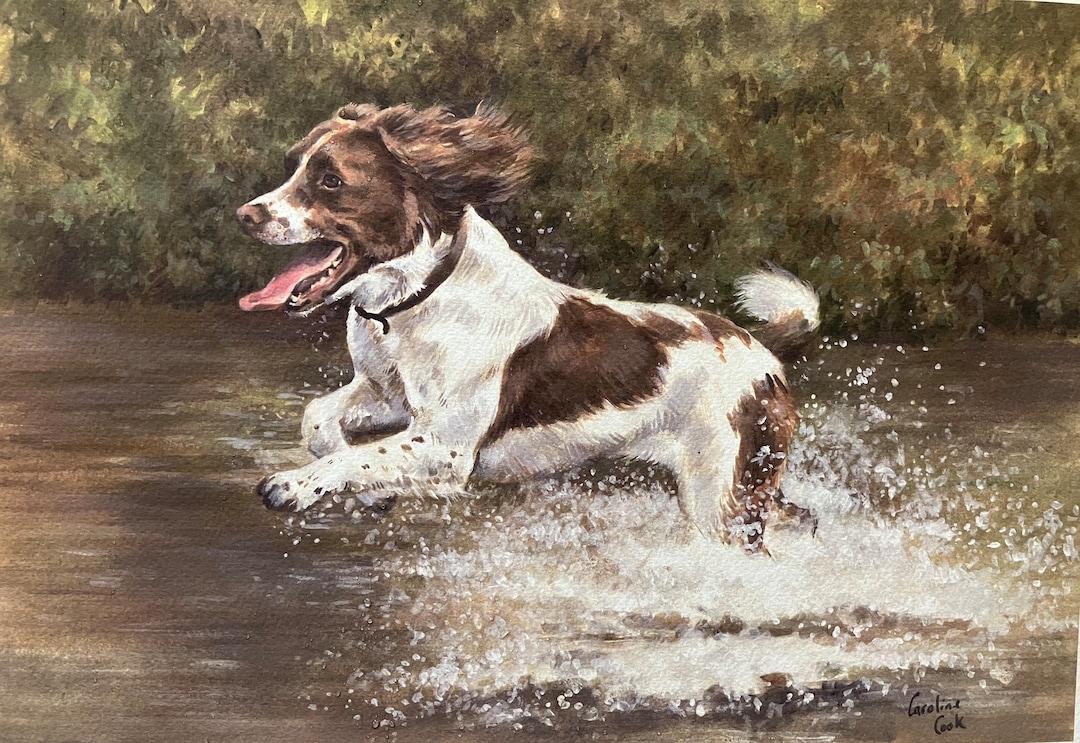Springer Spaniel Art Print - Making a Splash. Limited Edition Print of ...
