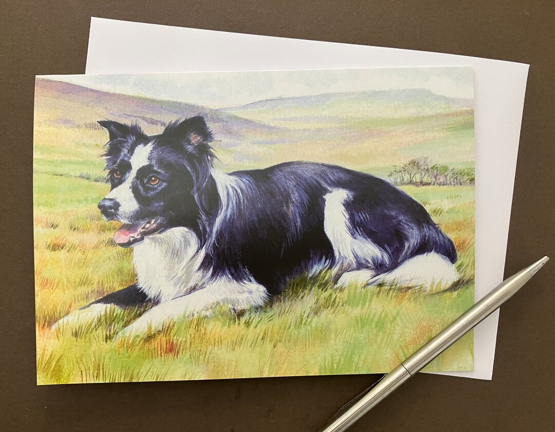 Border Collie Greeting Card - Waiting. Birthday Card With Black and ...