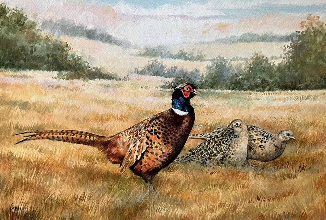 Pheasant Art Print - September Pheasants. - Etsy
