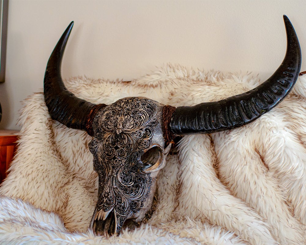 Ankole Watusi Skull