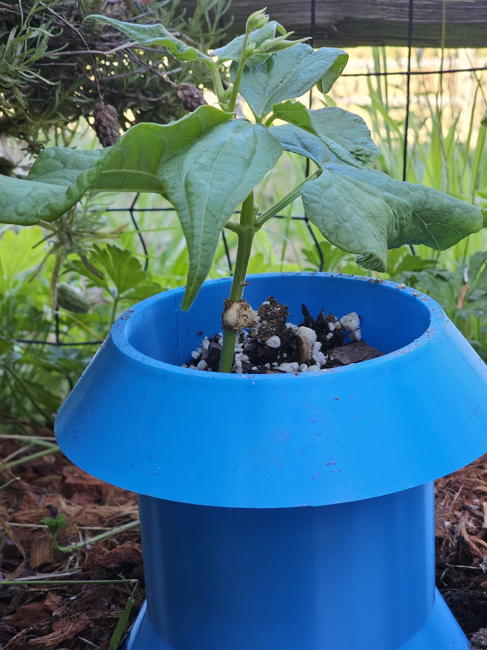 Slug and Snail Barrier for Individual Plant. 4 Inches Diameter, 6 ...