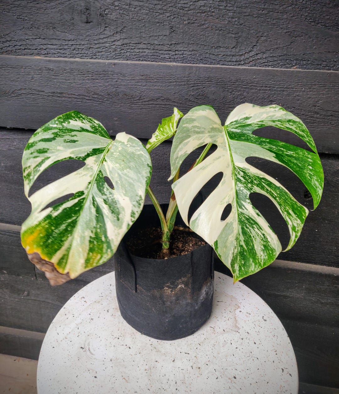 High Variegation Monstera Albo Borsigiana (marbled) - 3 Leaf Rooted ...
