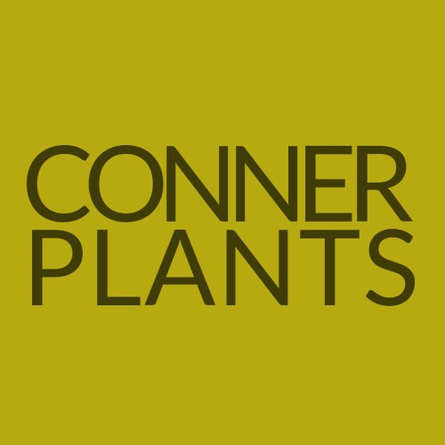 connerplants - Etsy