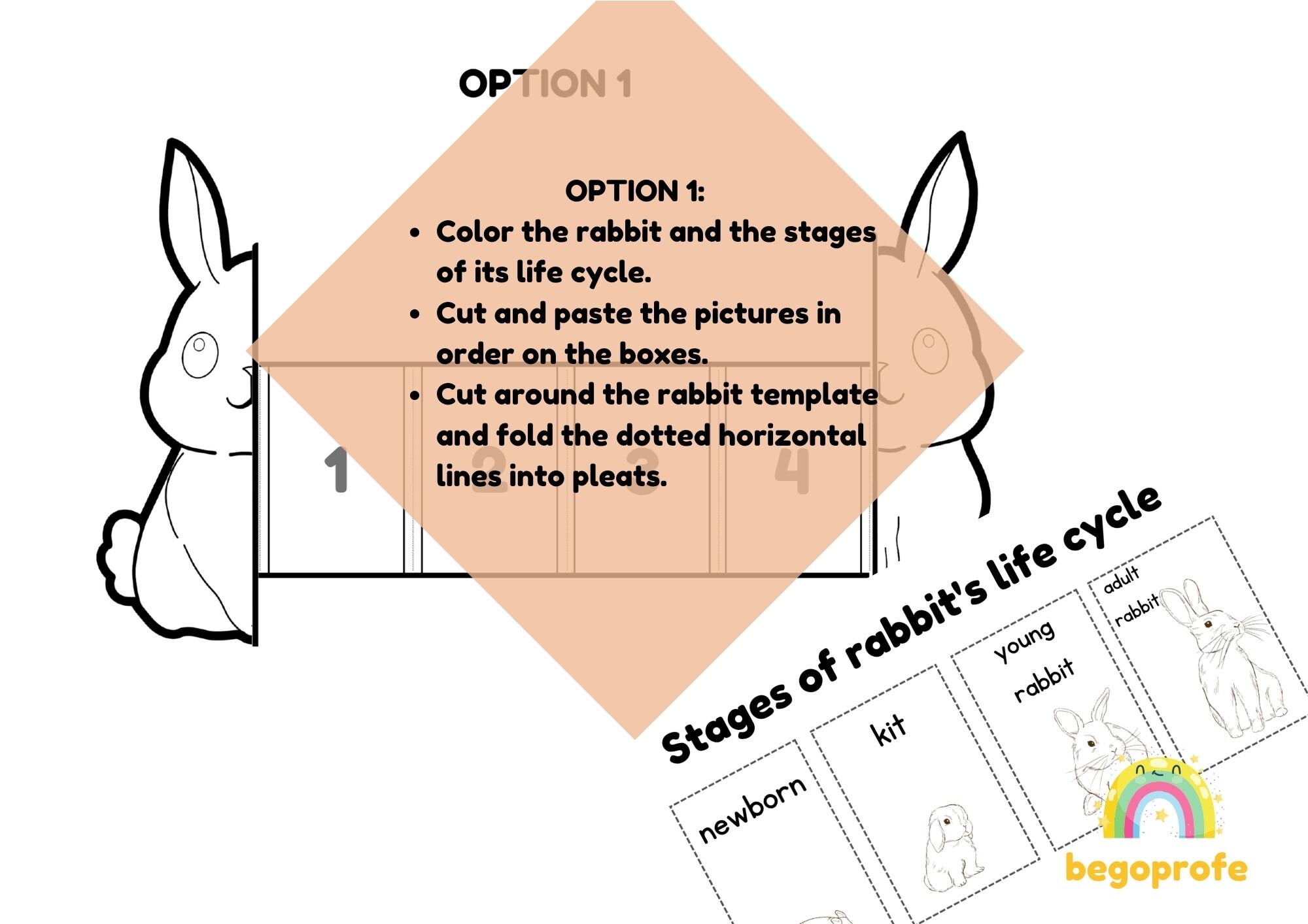 Life Cycle of a Rabbit Craft for Preschool, Hands on Fun Learning for ...