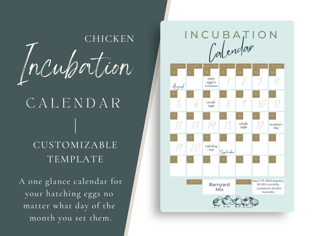 Chicken Incubation Calendar Template: Customizable Canva Planner ...