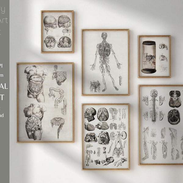 Vintage Anatomical Poster - Etsy