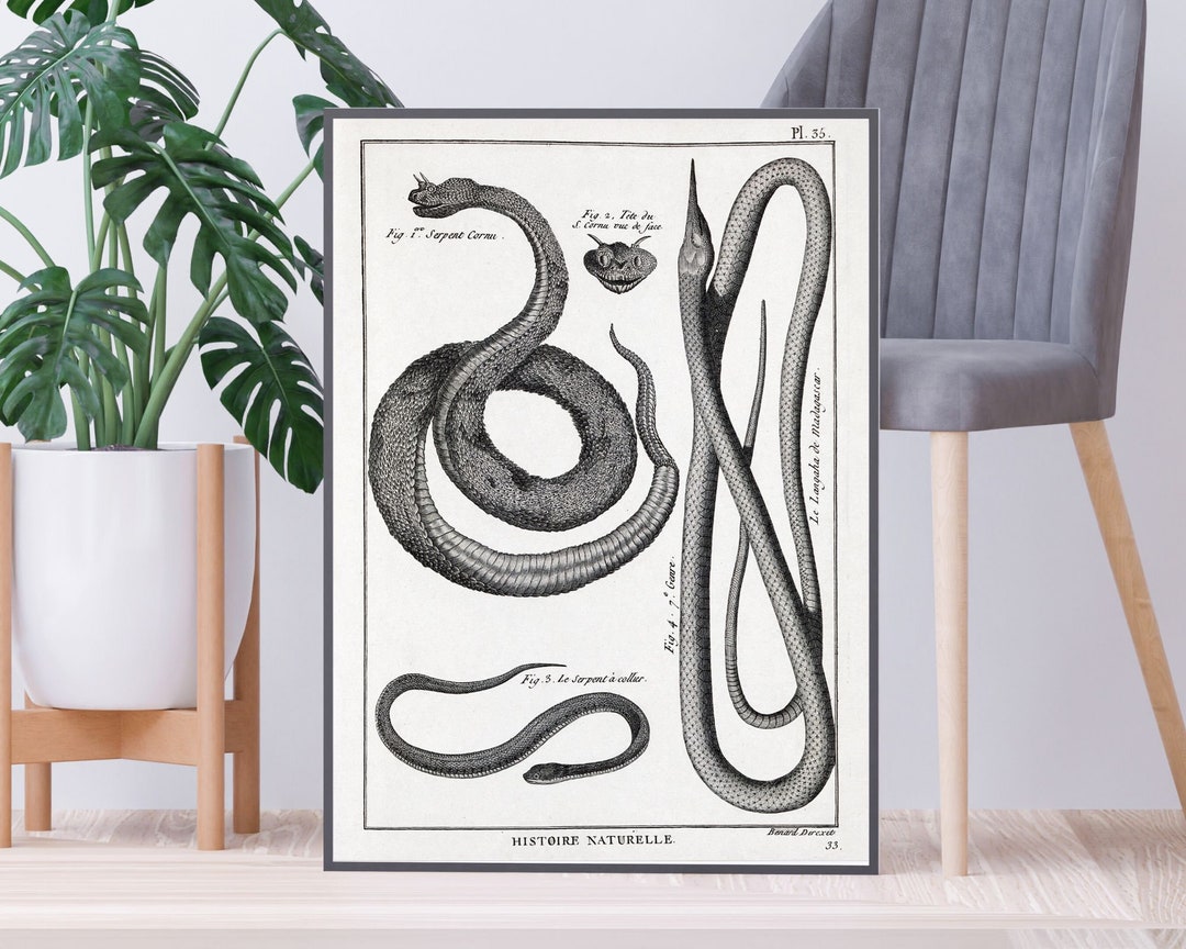 Vintage Snake Anatomy Print Antique Nature Biology Macabre Art Large ...