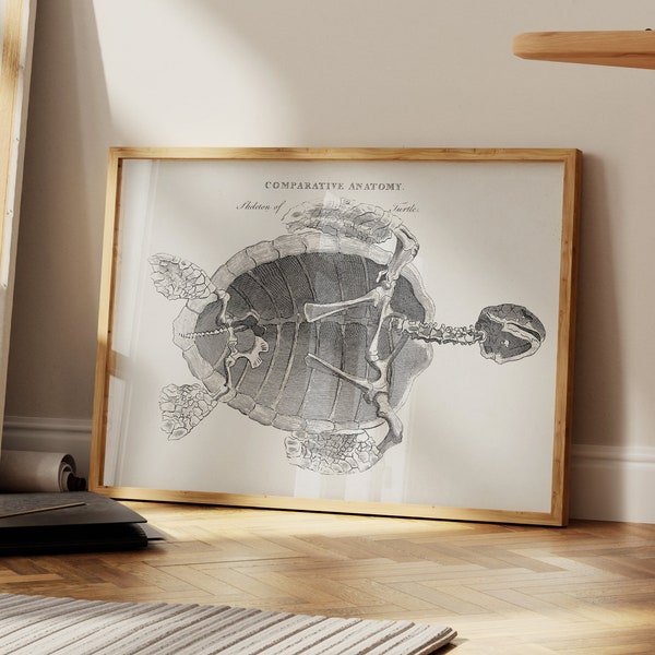 Turtle Anatomy Poster - Etsy
