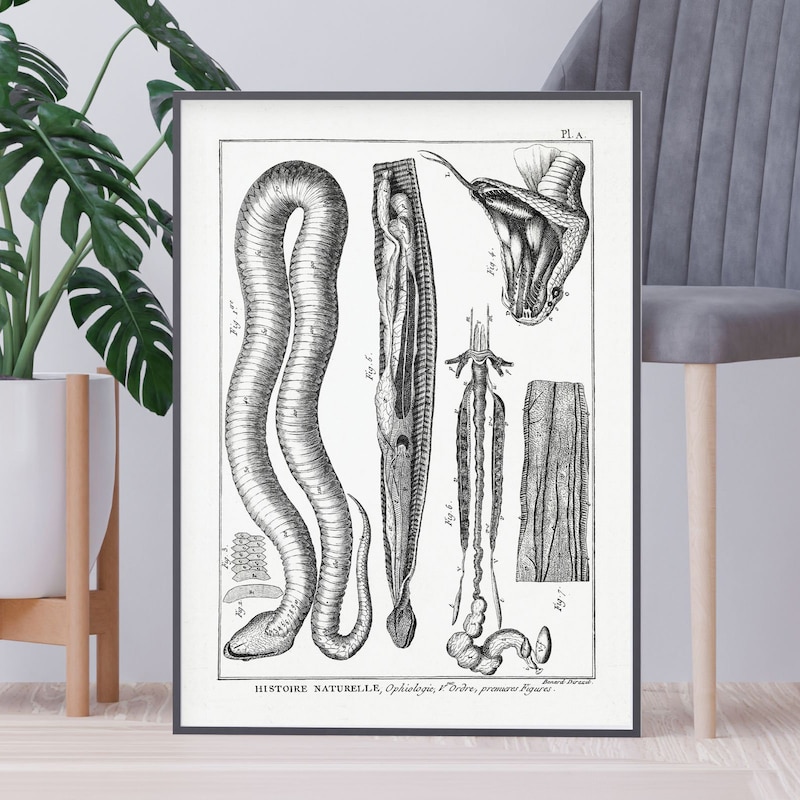 Snakes Anatomy - Etsy UK