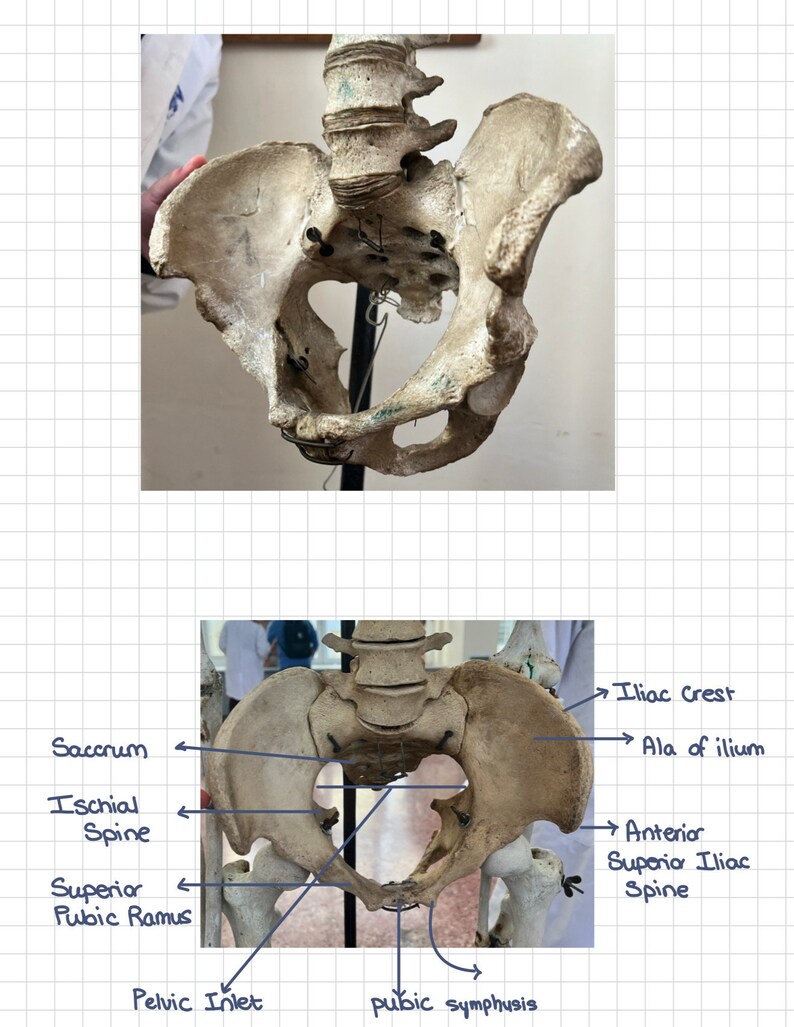 Anatomy of the Body (muscles and Bones) - Etsy