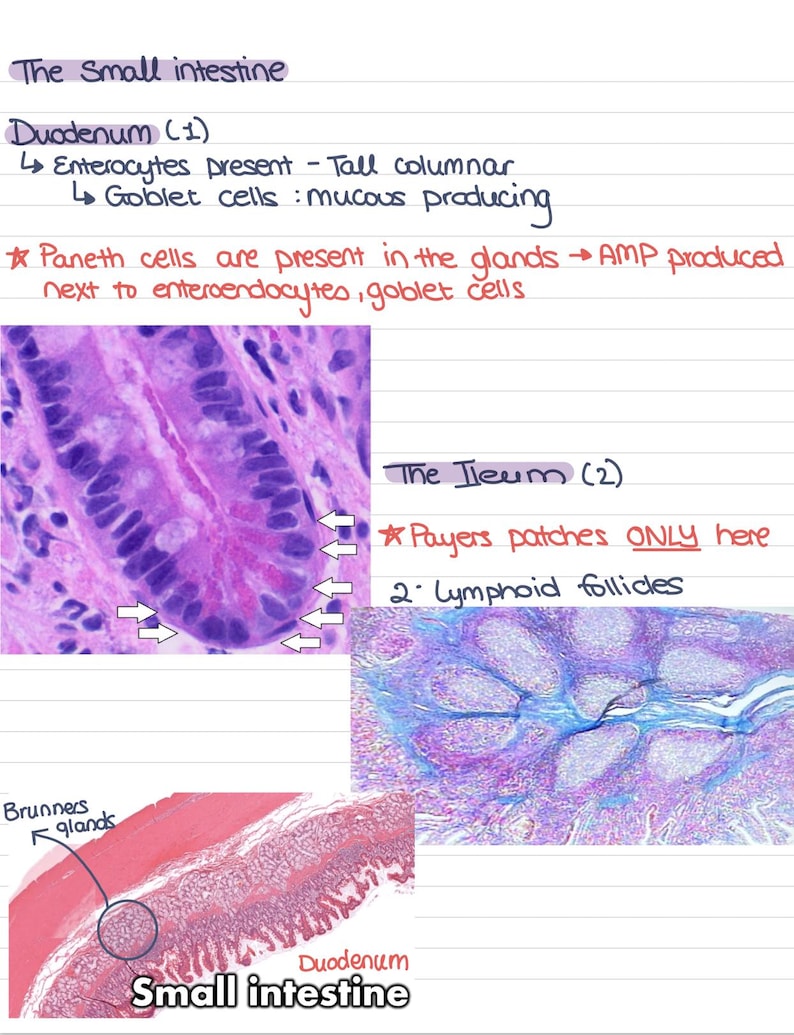 Histology Ii Lab Notes Etsy